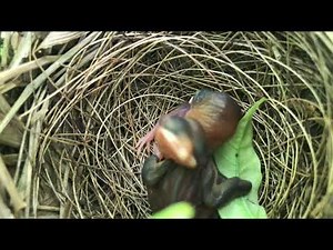 From Egg to Life: A Beautiful Bird Hatching Time-Lapse