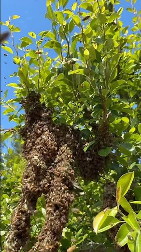 Bee Swarm Timelapse! 🐝 #shorts