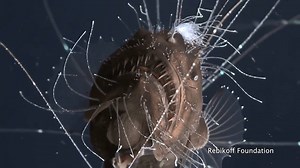 This is the first ever footage of a mating pair of deep sea anglerfish in the wild! These fanfin anglers (Caulophryne jordani) were filmed at a depth of 800 meters by deep-sea explorers Kirsten and Joachim Jakobsen for the Rebikoff Foundation in the oceans near Portugal’s Azores islands. Deep-sea anglerfish males are tiny compared to their female counterparts. In the most extreme cases, females may be more than 60 times the length and about a half-a-million times as heavy as the males. When a ma
