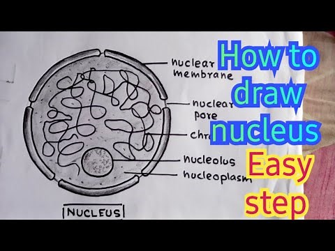 How to Draw Nucleus Easily step by step। । Diagram of Nucleus। ।structure of Nucleus।