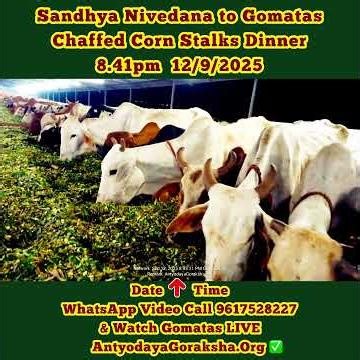 [12 Sep 2025] Rescued Cows Munch of Green Grass for Dinner