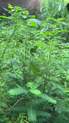 When Snakes Attack: Deadly Encounters Caught on Camera