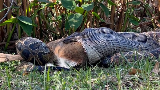 Python verspeist Hirsch: Spektakuläres Video zeigt, wie stark sich der Kiefer der Schlange weiten kann