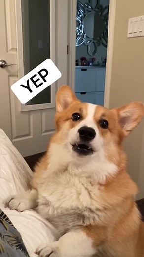 Cute Pokemon Dogs Compilation | Funny TikTok Videos