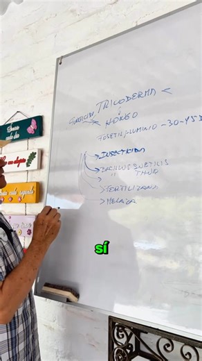 SE PUEDE MEZCLAR TRICHODERMA CON FUNGICIDA? 🤔 Muchos agricultores cometen este error sin saberlo… El Trichoderma es un hongo benéfico que protege la raíz y mejora la salud del suelo, pero si lo mezclas con fungicidas químicos, lo eliminas por completo. 👉 La recomendación de #IngeNan es no aplicarlos juntos. Primero aplica el fungicida, espera de 5 a 7 días, y luego incorpora el Trichoderma para repoblar los microorganismos del suelo. Así mantienes una protección biológica activa y tu cultivo c