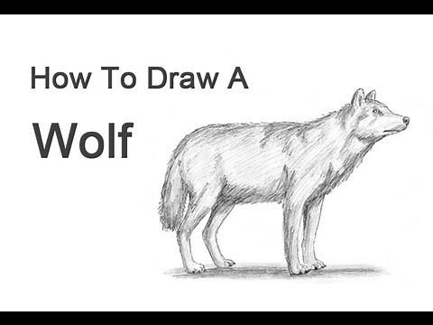 How to Draw a Wolf