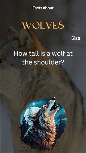 Wolf Fact 7 - How tall is a wolf at the shoulder?