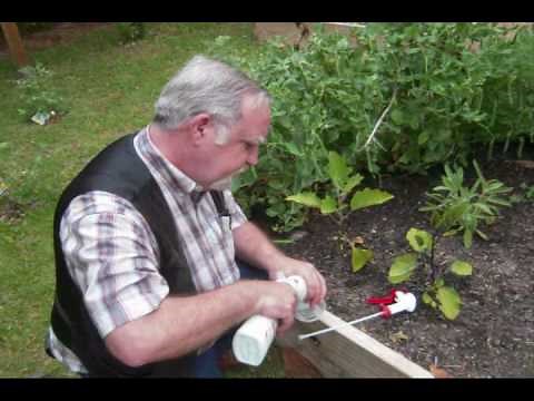 How to get Rid of Aphids