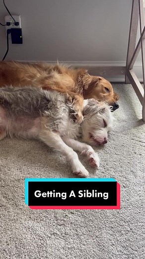 AGuyandAGolden on TikTok