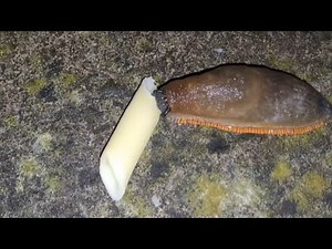 Slug Eating Pasta Time Lapse (With Doom Music)