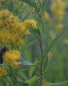 2.5K views | German singer-songwriter and composer Marc Grünhäuser introduces his latest project, Quicche. The debut single, "TAGIOG," blends tender vocals with subtle electronics, wrapped in epic, flamboyant indie-folk flair. Out this Friday. Pre-save now: https://fanlink.tv/TAGIOG #InOrderToDance | R&S Records | Facebook
