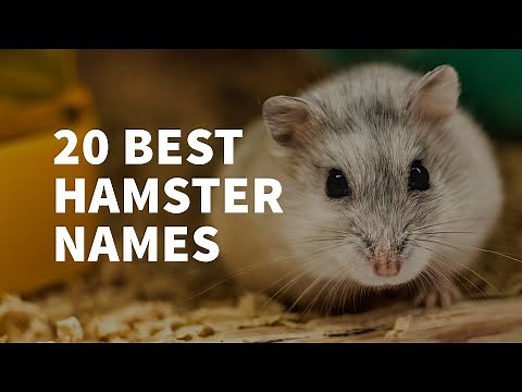 20 BEST HAMSTER NAMES