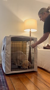 2.8K views · 2.2K reactions | Do this ✅ #dogtrainer #dogtraining #dogtrainingadvice #puppy #goldenretriever | Apex Dog Training | Facebook