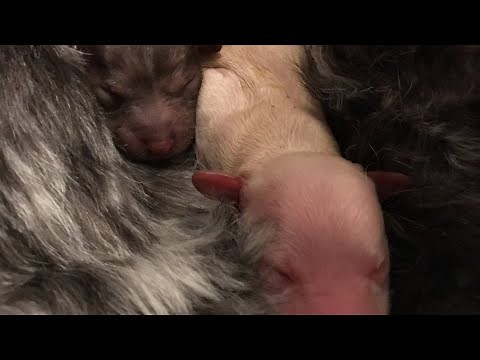 Cockapoo Puppies Birth & Progress