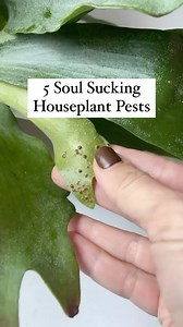1.2K views · 11 reactions | If you have houseplants, you’ll...