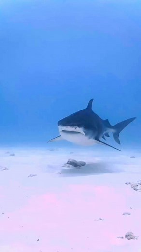 #shark #sharks #ocean #sharkweek #underwater #sharklover #sharkattack #sea #whiteshark #nature #sharklove #savethesharks #iloveshark #helpsavesharks #sharklife #lovesharks | Shark King