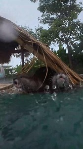 Wild times with the otters during rain season. - - - - #otter #otters #babyotter #otterlove #otterlife #cute #berangberang #nutria #nutrias #splashandwakuwaku | Splash the Otter