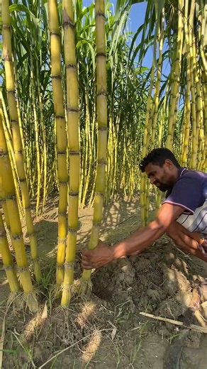 239K views · 2.8K reactions | Incredible Sugarcane Harvesting Process in Field | FoodStuff | Facebook