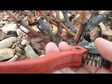 Poda viña en vaso (el respeto de la vascularidad)