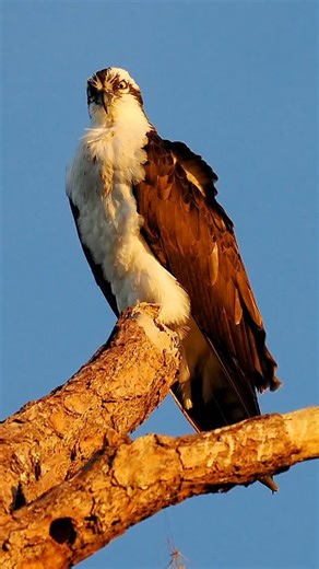 Backyard Birder on Instagram: "An Osprey perched high atop a dead long leaf pine tree in the perfect light of the setting sun. #bird"
