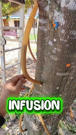 Dual Method of Inoculation gamit ang Agarprime🌳 1..Infusion 2. Direct Induce Pagkatapos ng one time application, antayin ang 27 months bago mag harvest para gawing chips at oil. Sa mga gustong sumubok ng AgarPrime , message the official fb page of Agarprime. #Agarprime #PASI #Agarwood #AgarwoodFarming #AgarwoodPH #aquilaria #fyp | Philippine Agarwood Community