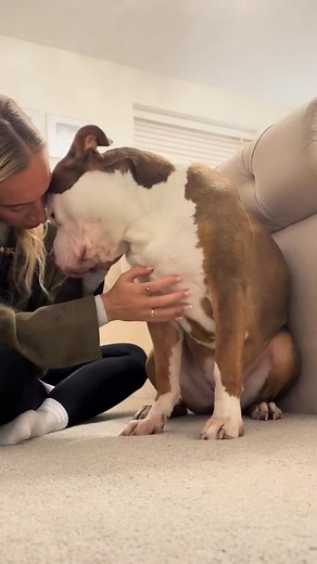 "That's when it hit me. Bella was bleeding on the vet's table because no vet had told me the truth." Three years of checkups. Three years of "her teeth look fine for her age." Three years of lies. The blood wouldn't stop coming. Pooling on the metal table, dripping onto the floor. Her tooth had just fallen out. During a routine cleaning. Just fell out. Dr. Williams held it up. The root was black. Completely rotted. "This happens sometimes with older dogs," he said. Bella was only six. I watched 