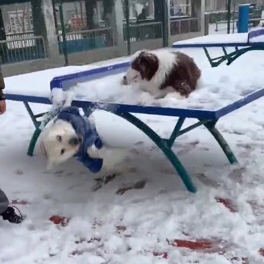 Playful Dogs Enjoying Snowy Adventures