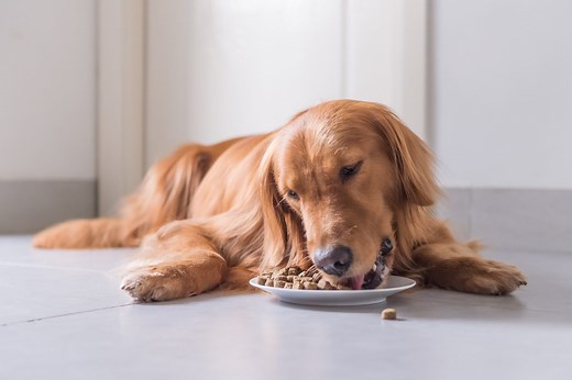 The Best Dog Food Brands For Strong and Healthy Pets, According to Veterinarians