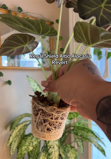 Holy roots!! 💕🌿 These terracotta self-watering pots understood the assignment. Perfect water, happy plant, thriving in just 3 weeks 😍✨ #fyp #plantsoftiktok #plants #planttok #foryoupage