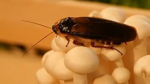 SHRED-ER back in stock for Father’s Day! Hurry they won’t last only $99.95 for the starter kit. Get Dad something he will really like and save $25! BUG-A-SALT’s biggest boy insect eradication device shreds the bleep out of giant roaches, monster hornets, scorpions, lanternflies, and the like! Starring @jonathanwaynefreeman in our homage to FISTFULL OF ROACHES spaghetti Western. #fathersdaygift #bestfathersdaygift #shreder #bugasalt #indoorhunting #pestcontrol #fireyourflyswatter #thankstoeveryon