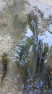 Incredible Fish Migration in a Tiny Village Stream #ChannelFishing #RuralFishing #FishUpstream #fish #fishing | Local Fishing Videos