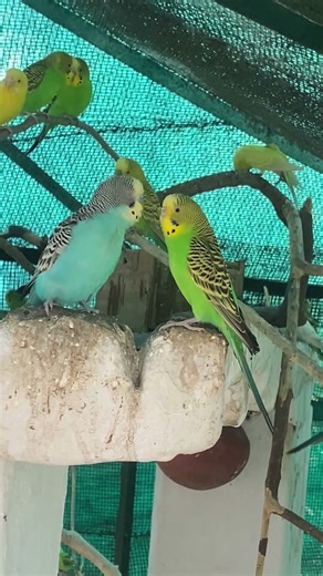 Budgerigars🦜 #birds #shorts