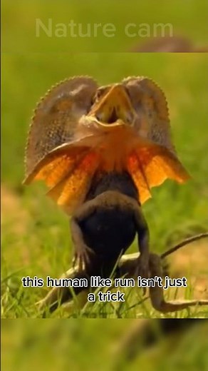 Lizard Runs Like a Human | Amazing Basilisk Survival Skill