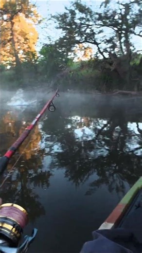 HOW GOOD ARE MURRAY COD SURFACE HITS??