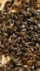 Huge swarm of bees crawling over the frames in beehive. Bees busy at their work. Close up. Bee brood background. Vertical video