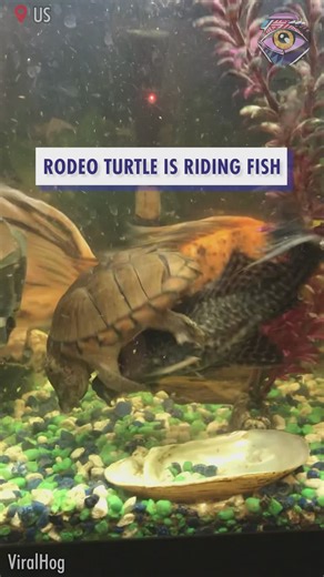 4.6K views · 43 reactions | Fish gives turtle piggyback ride | Joyful | Facebook