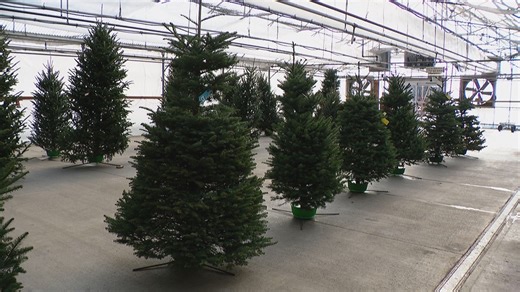 Colorado garden center giving away free Christmas trees