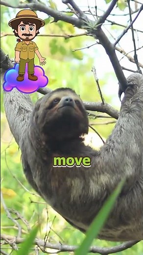 Why Are Sloths So Slow and Sleepy?