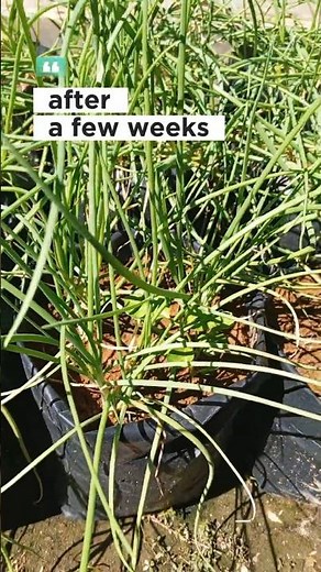 how to plant onions in containers 🧄🌰 #onion #growingonions #gardening