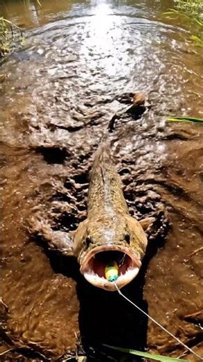 🔥 Crazy Fish Bite Bait 242 2K - You Won't Believe This! ✨