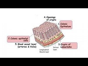 Jay Pravda MD MPH: The Cause of Ulcerative Colitis ...explained.