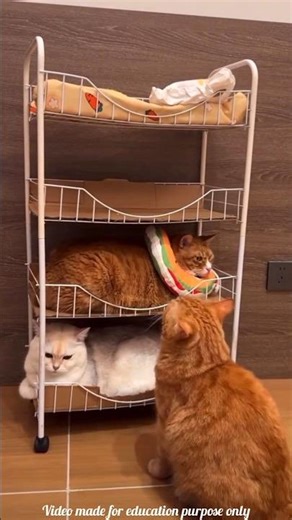 Bedroom for cat 😱#shortvideo #viralvideo