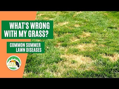 Common Summer Lawn Diseases
