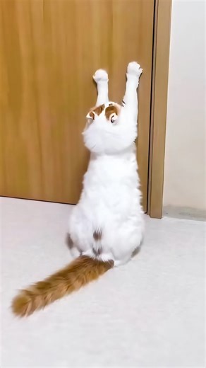 The cat -_- #Fanny #fannypack #fannypacks #fannyday #fannyveyrac #fannypacklife #fannycat #fannyvideo #fannybag #fannytime #fannypackswag #fannyfunny #fannyhall #fannydance #fannybuild #fannyface #fannybrice #fannymariettelifestyle #fannypackin #fannymaurer #fannyfaces #fannys #fannypacksquad #fannymia #fannymarte #fannyfunfacts #fannyfunnyid #fannypacktravel #fannyj #FannyLu | Amber Lindner