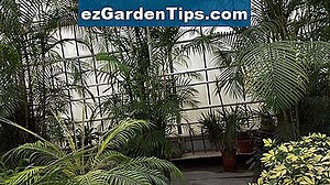 Как да наторим саксии с палми 🌱 Съвети Градинари - Bg.ezGardenTips.com