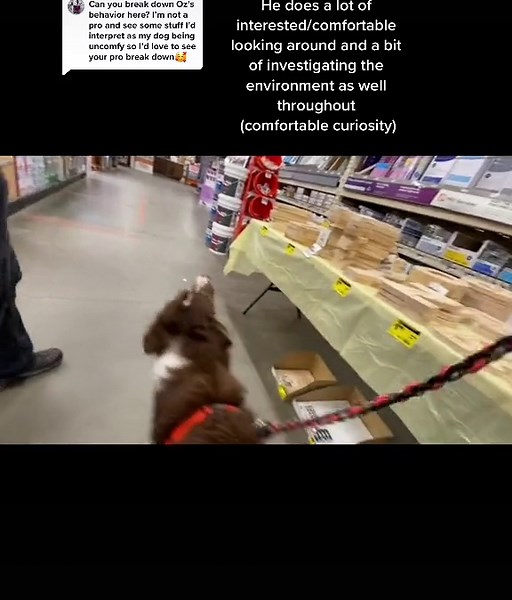 Understanding Happy Dog Body Language: A Breakdown