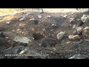 Lapin - Piège photographique Bushnell Trophy Cam Security 119467