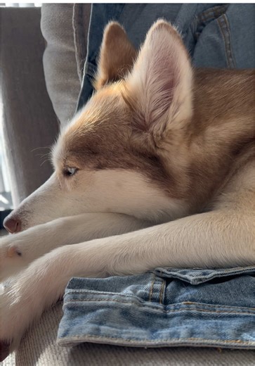 🐾 Meet Sacha, our lovable Husky! 🐾 Sacha loves lounging in the sun, making everyone smile, and reminding us why Huskies are the sweetest companions. A few years ago, what started as a crazy dream turned into a full-time mission: giving our dogs the best life possible. Now, we need your help! ❤️ Every contribution goes directly to their care, food, and wellbeing, so Sacha and the gang can keep living their happiest, healthiest lives. Join our journey and be a part of our pack! https://gofund.me
