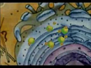 Animacion 3D Metabolismo de lípidos