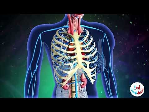 How Kidney Works & How the Dialysis Machine Works |